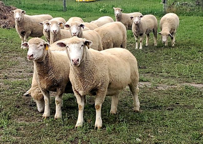 Sheep Project – Extension Clark County