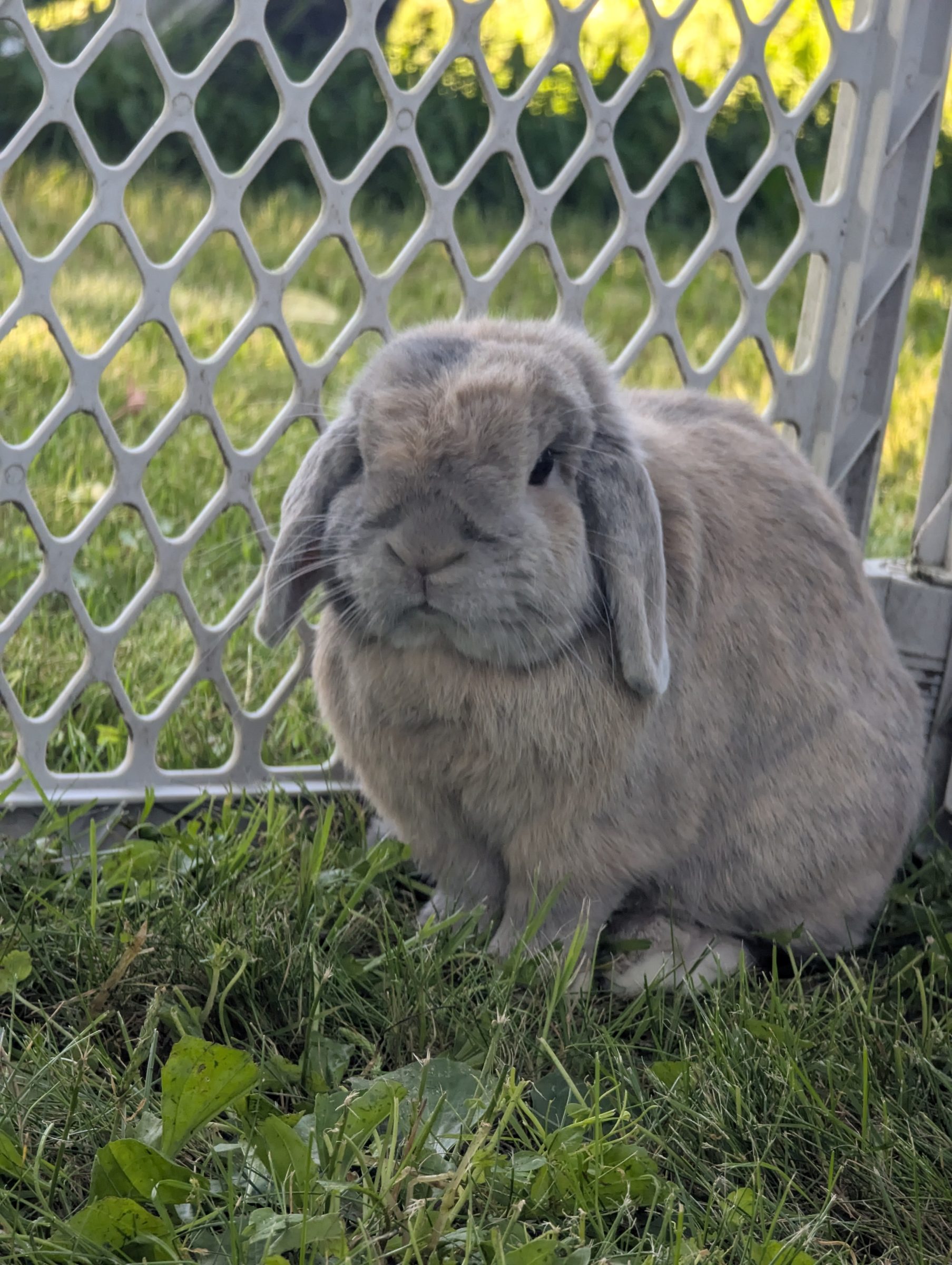 Rabbit Project – Extension Clark County